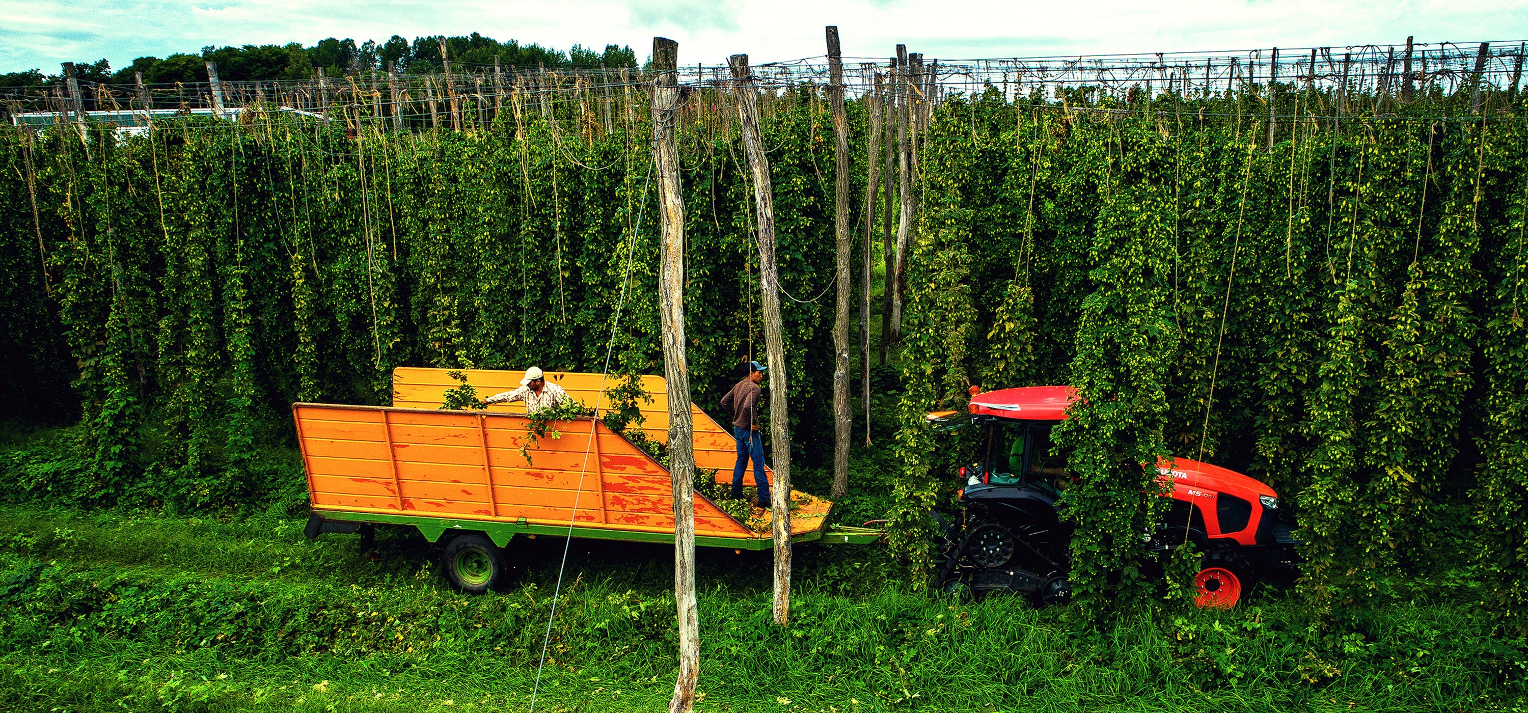 Premium Hop Supplier - Bulk Hops - Spot Hops – Hop Alliance