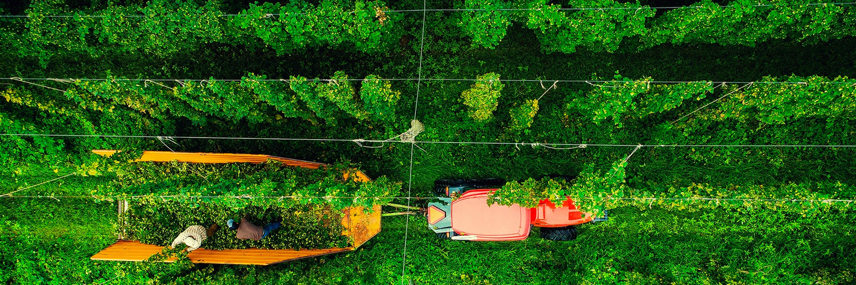 Premium Hop Supplier - Bulk Hops - Spot Hops – Hop Alliance