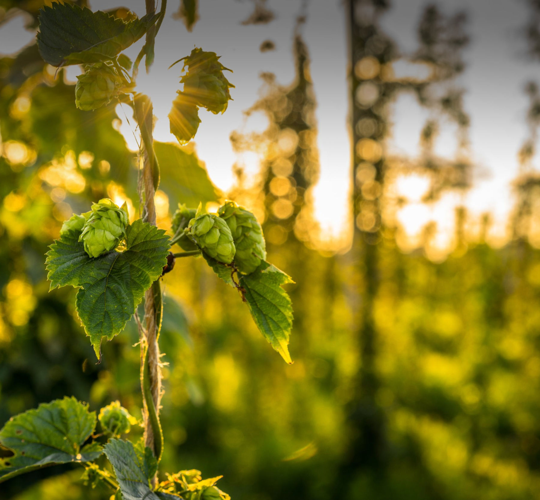 Premium Hop Supplier - Bulk Hops - Spot Hops – Hop Alliance